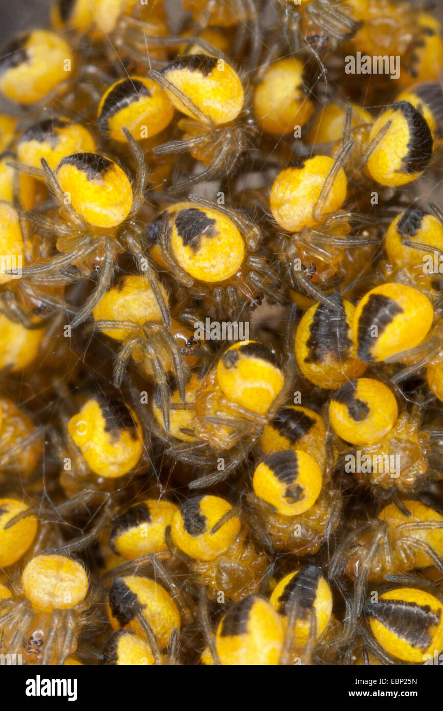 cross orbweaver, European garden spider, cross spider (Araneus ...