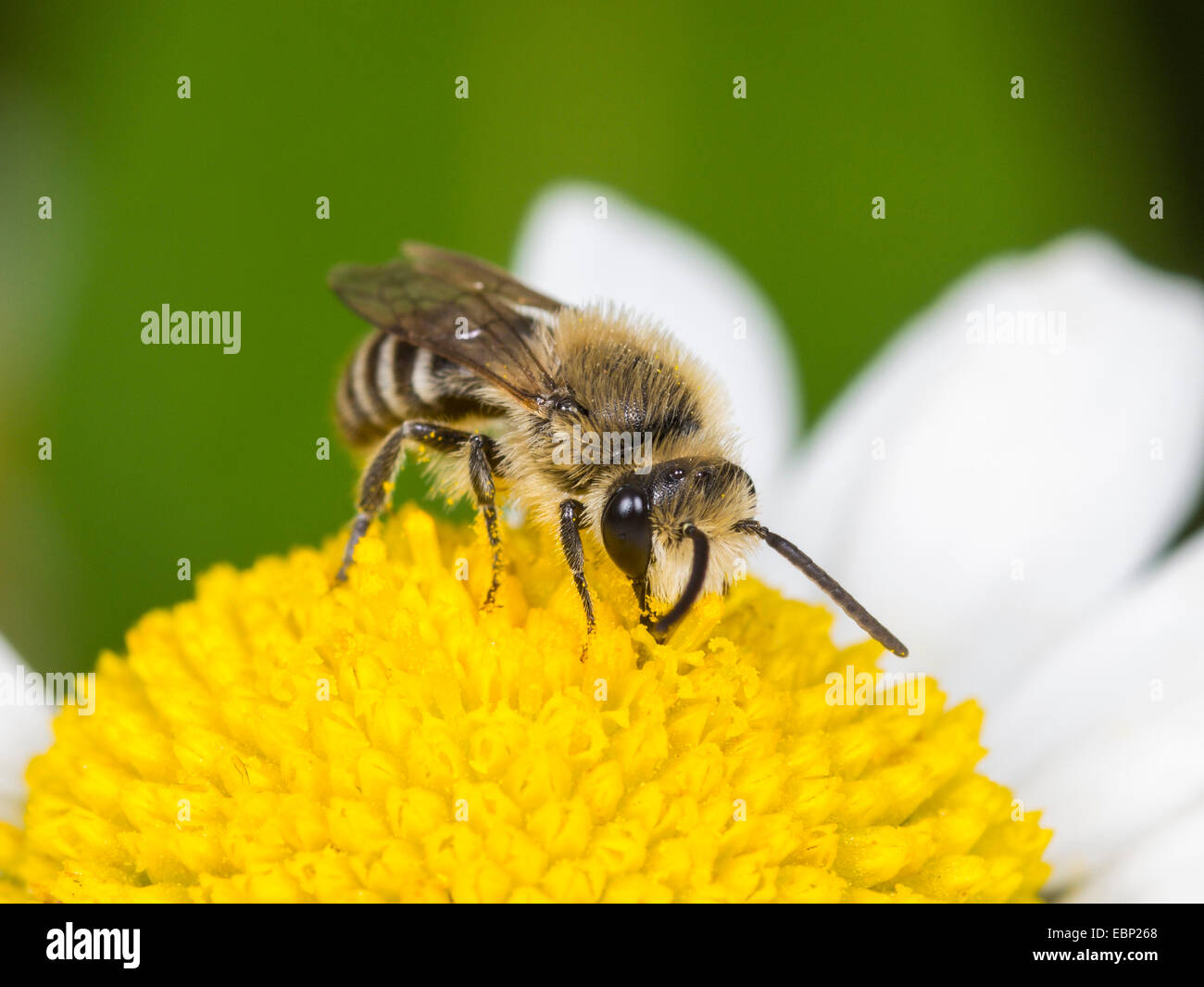 Colletid bee (Colletes similis), male on an ox-eye daisy flower ...