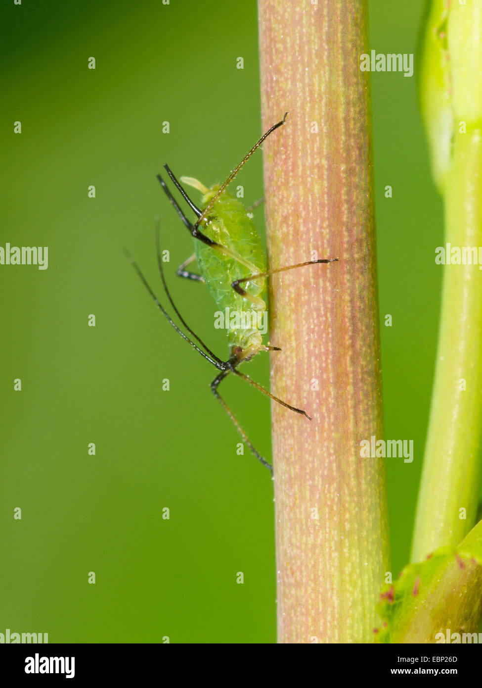 Aphid, Plant lice (Aphididae), Aphid sucking at a rose, Germany Stock ...