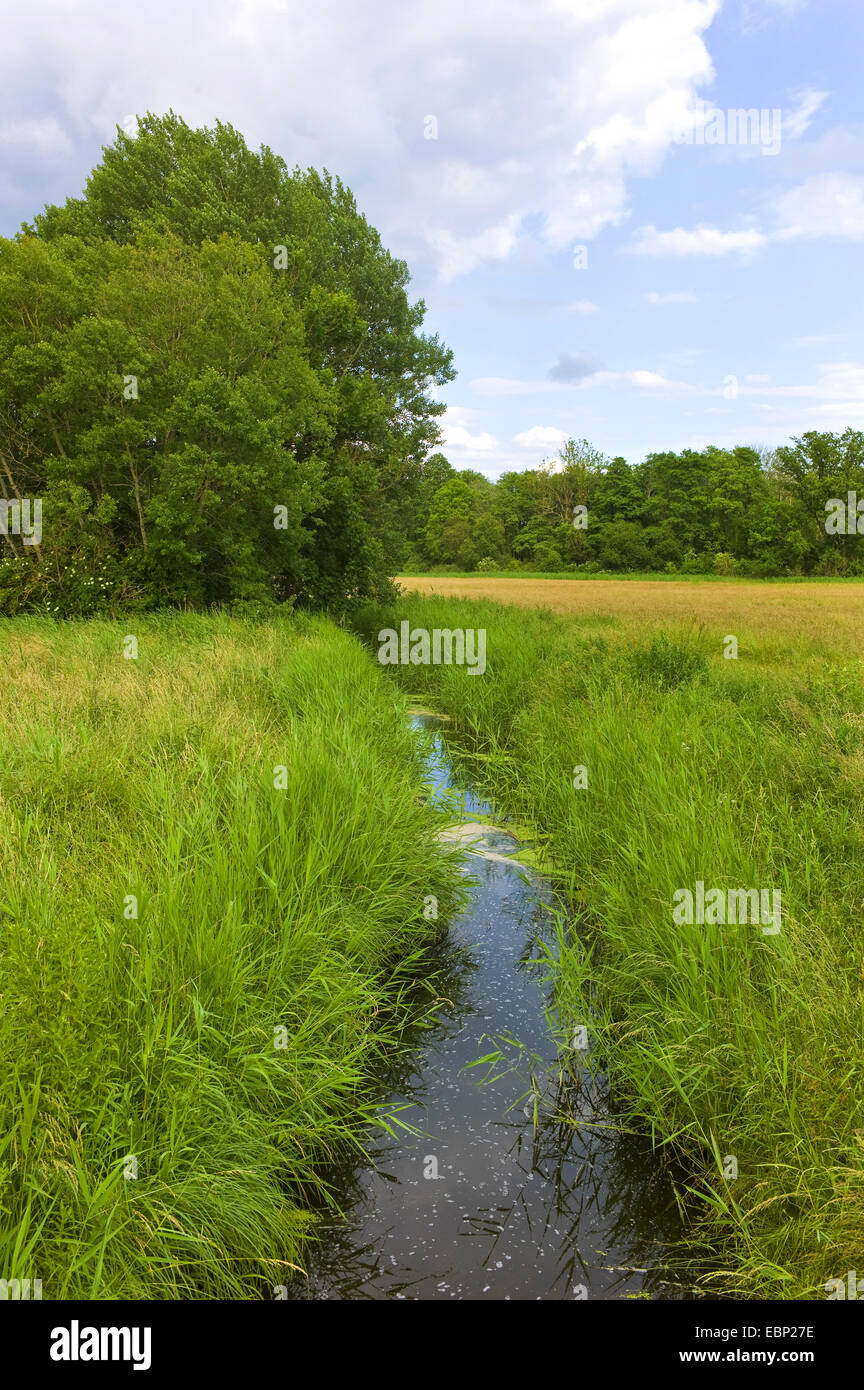 Roebel hi-res stock photography and images - Alamy