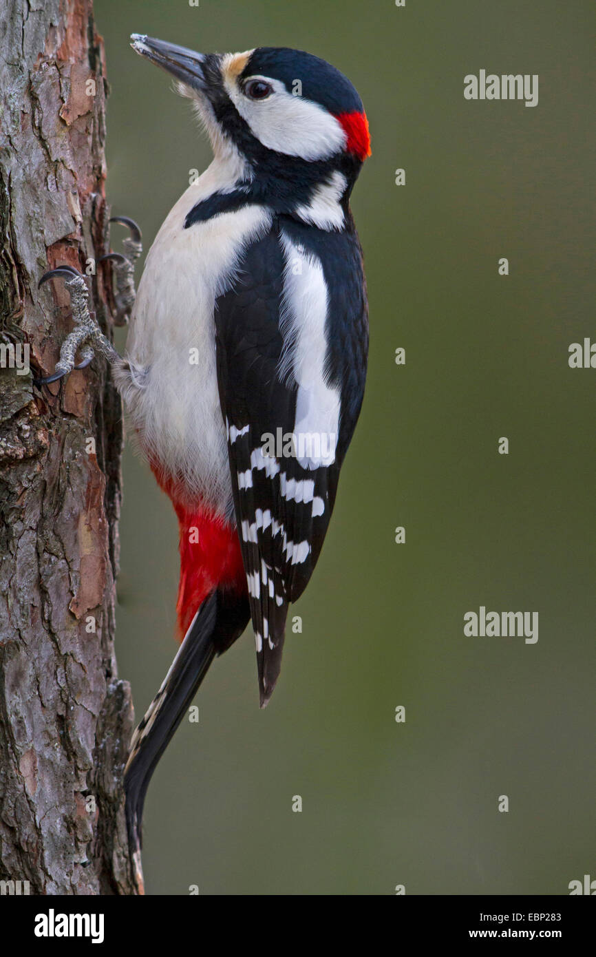 Great spotted woodpecker (Picoides major, Dendrocopos major), on the ...