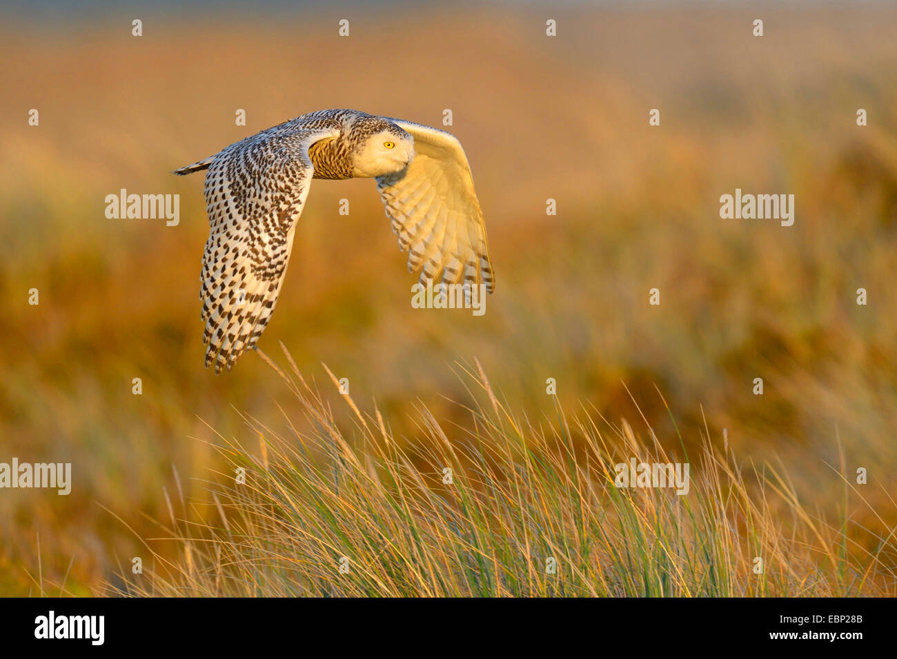 Snowy Owl (Strix scandiaca, Nyctea scandiaca, Bubo scandiacus), female ...