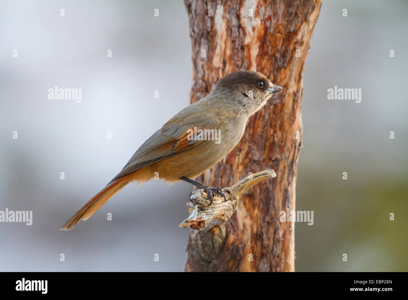 Siberian jay (Perisoreus infaustus), sitting on a branch, Norway ...