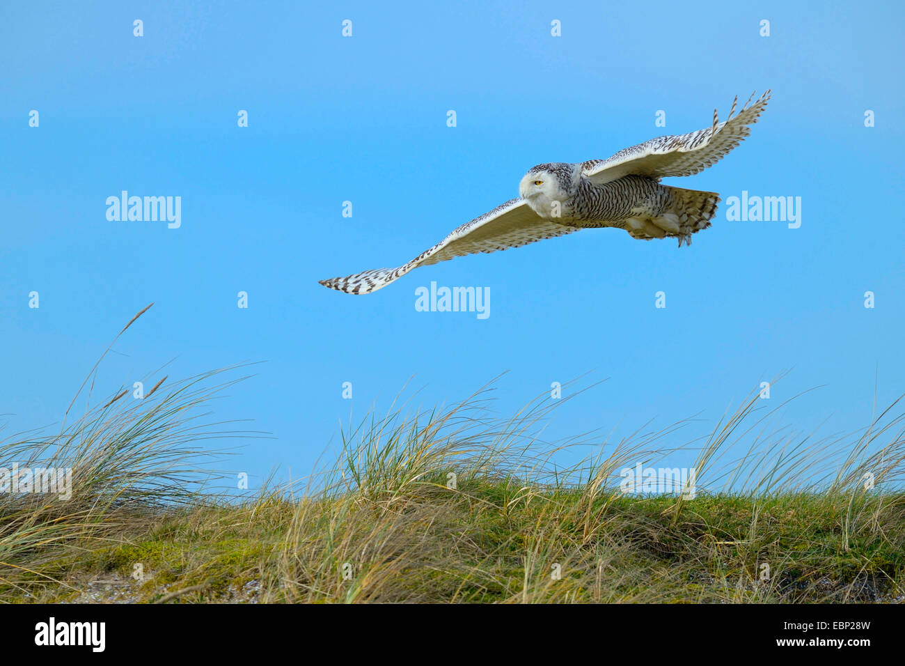 Snowy Owl (Strix scandiaca, Nyctea scandiaca, Bubo scandiacus), female ...