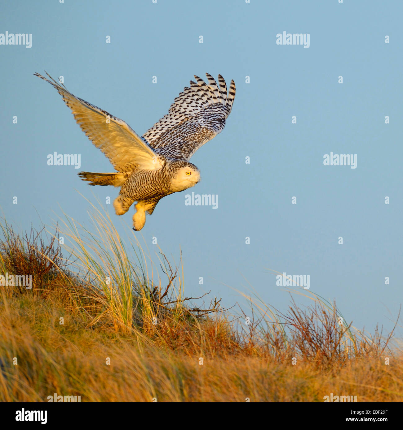 Flying in a snowy landscape hi-res stock photography and images - Alamy