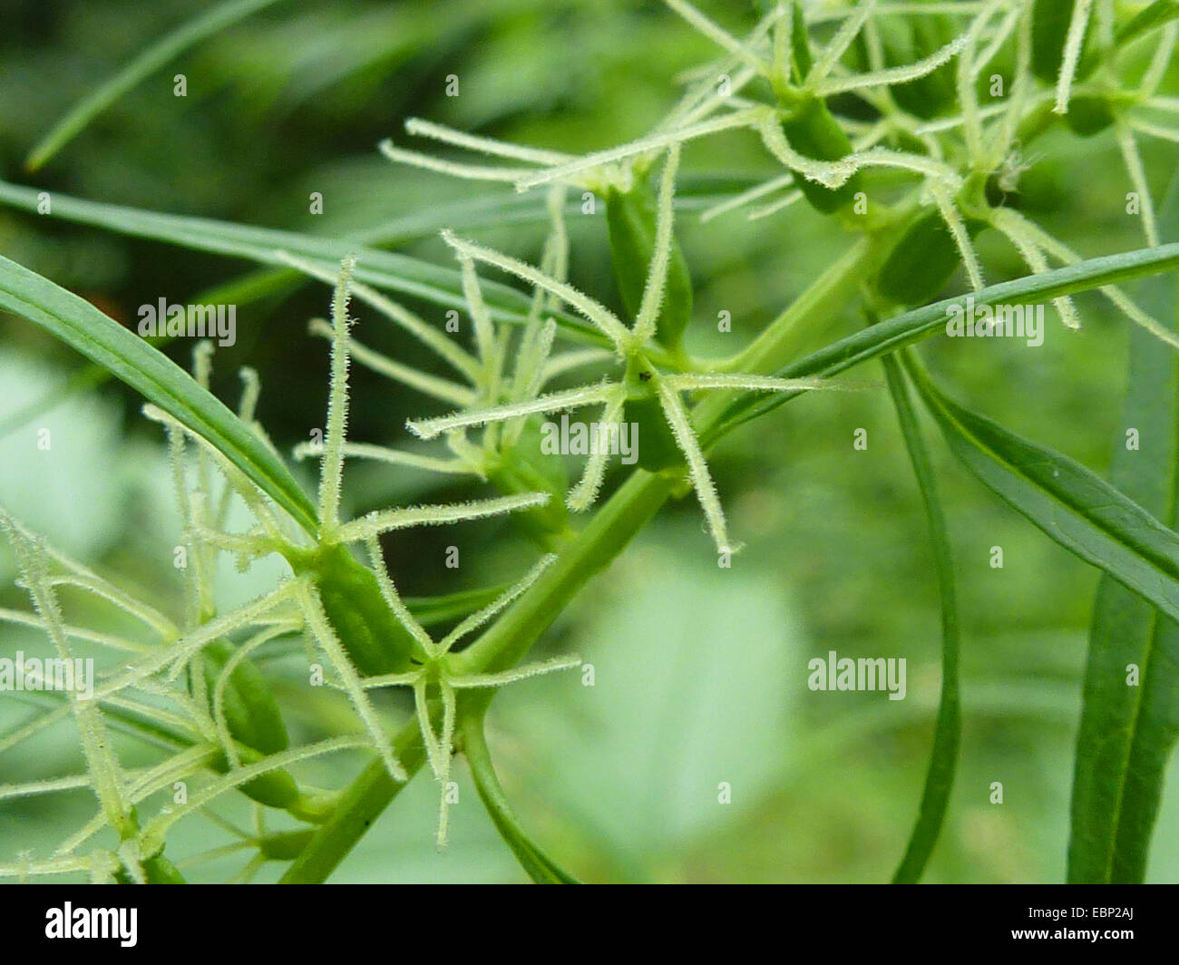 Medical flowers hi-res stock photography and images - Alamy