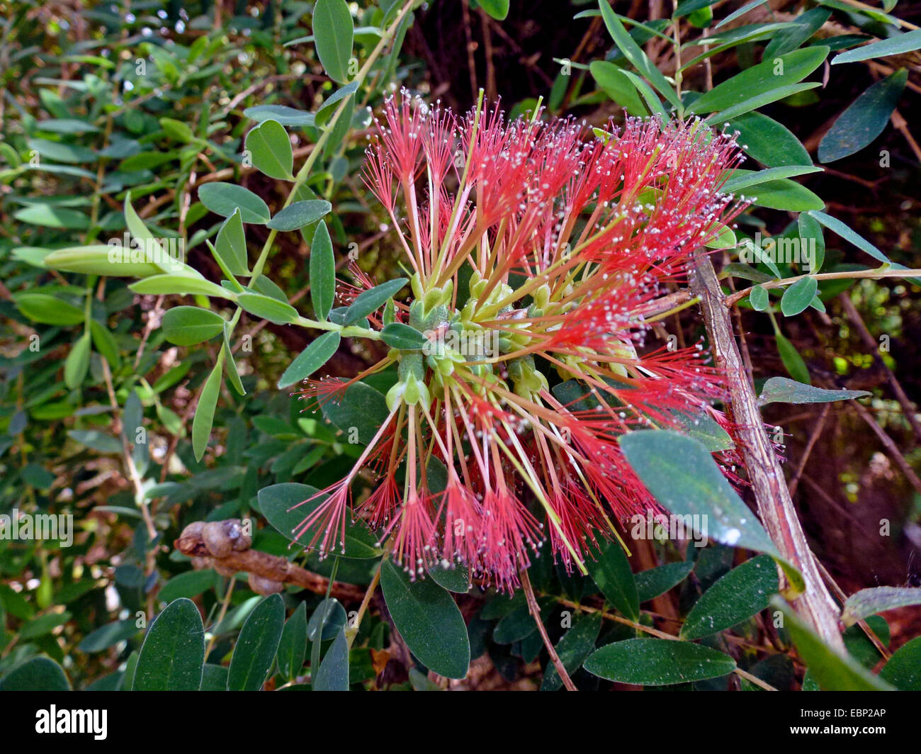 Cajuput melaleuca hypericifolia hi-res stock photography and images - Alamy