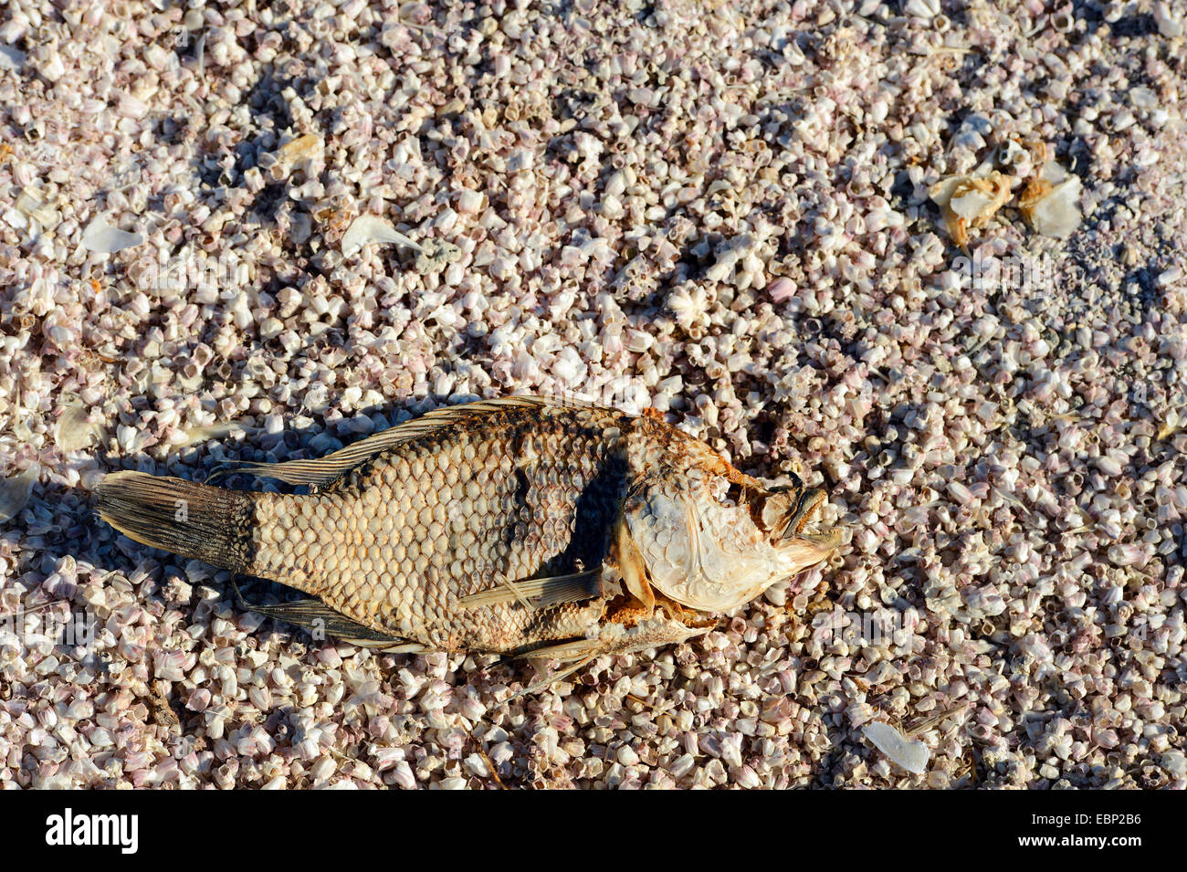 Decomposing dead fish carcass hi-res stock photography and images - Alamy