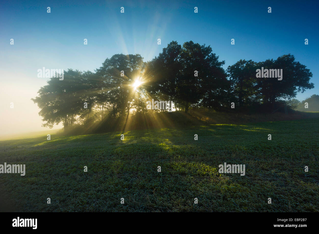 Light shining through trees hi-res stock photography and images - Alamy