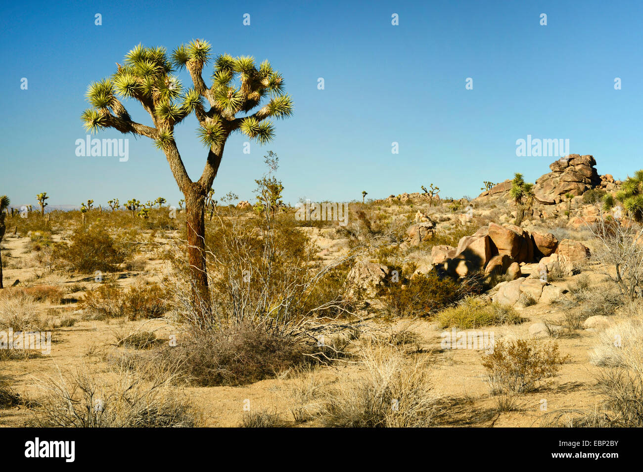 Desert rocks and nature landscapes hi-res stock photography and images ...