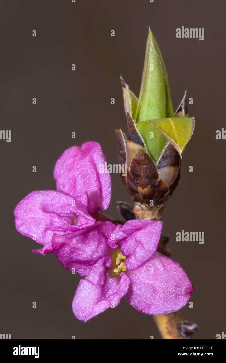 mezereon, February daphne (Daphne mezereum), flowers Stock Photo - Alamy