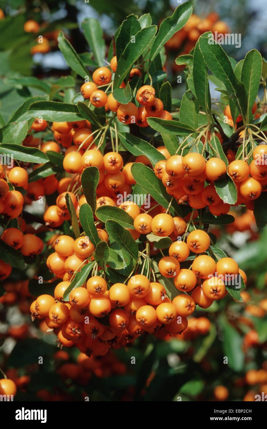 Scarlet Firethorn High Resolution Stock Photography and Images - Alamy