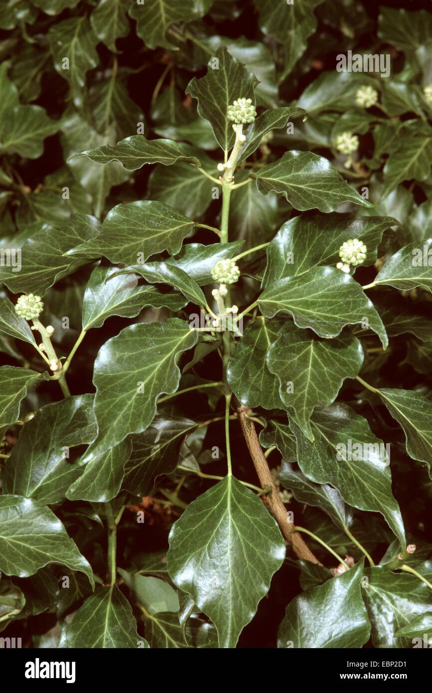 English ivy, common ivy (Hedera helix), twigs with inflorescences ...