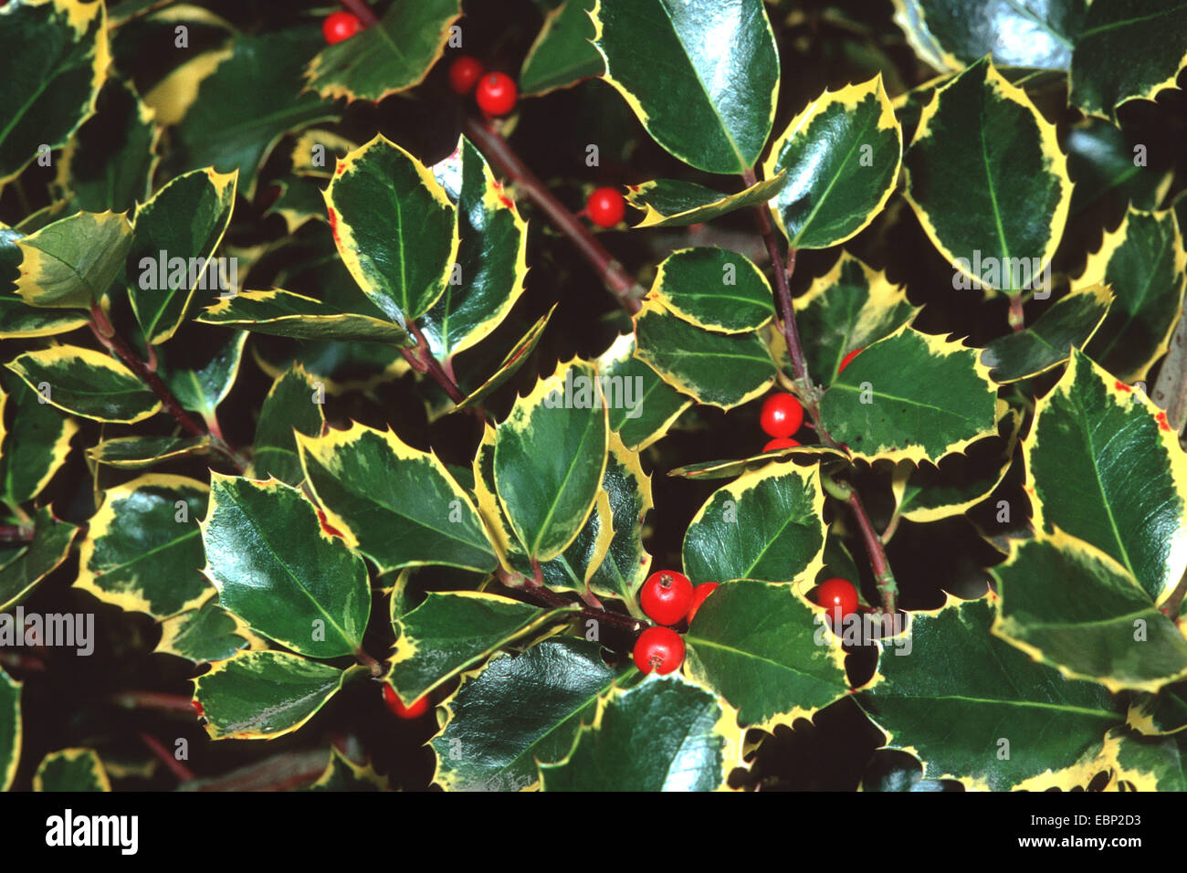 Variegated holly ilex aquifolium hi-res stock photography and images ...