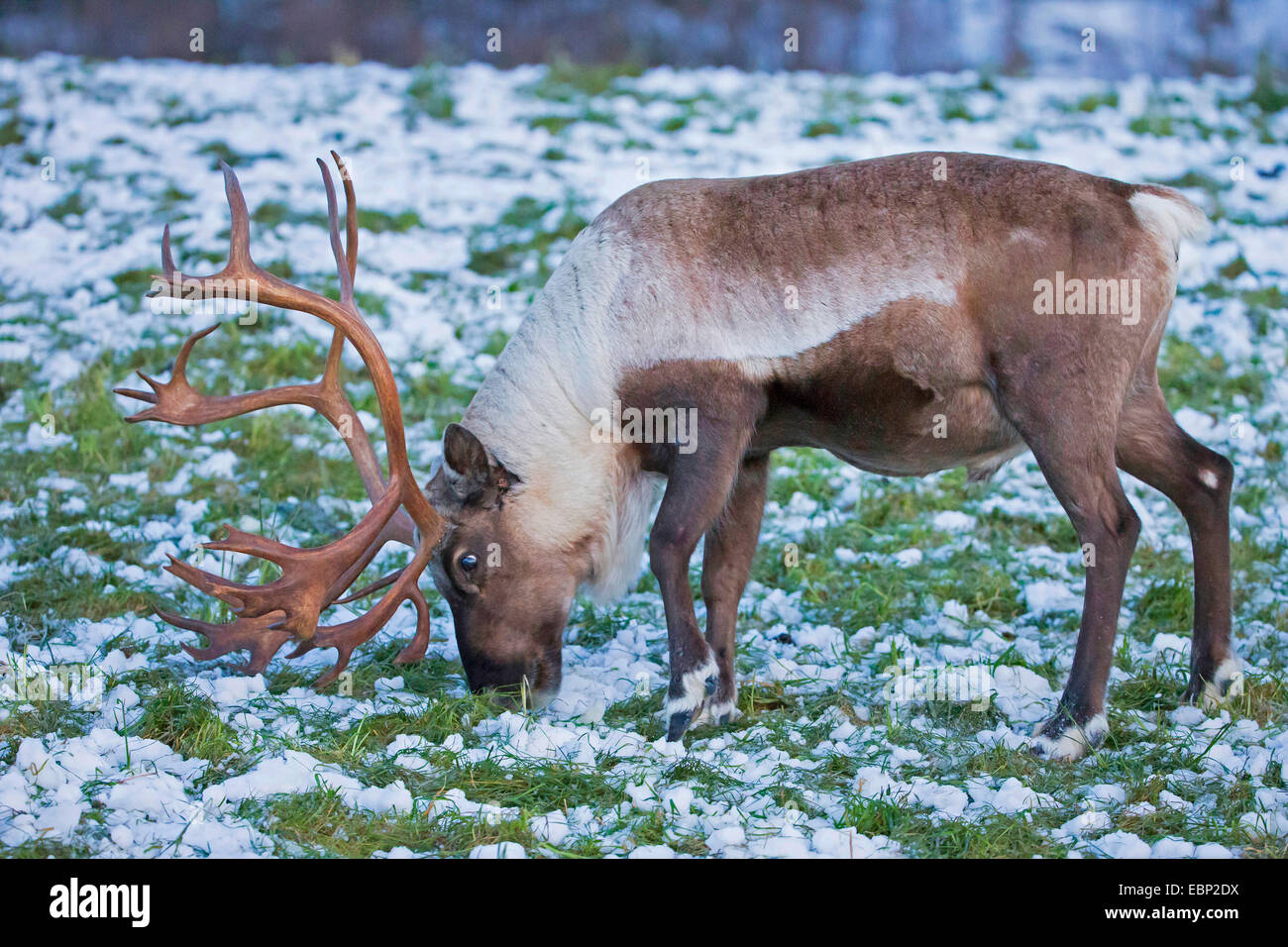 Caribou rangifer tarandus male side hi-res stock photography and images ...