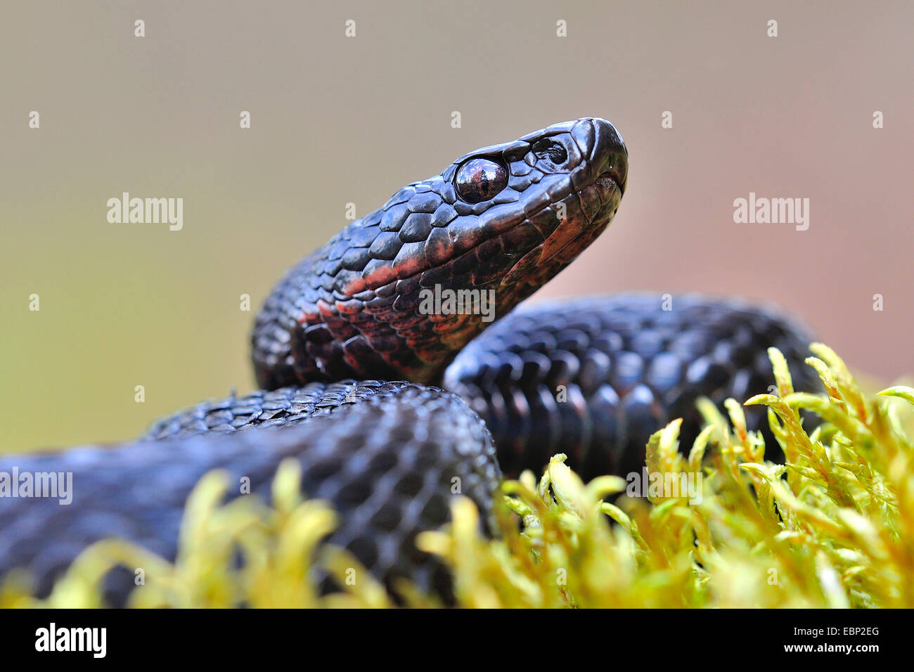Black adder snake hi-res stock photography and images - Alamy