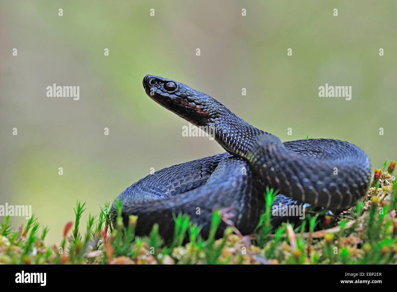 adder, common viper, common European viper, common viper (Vipera berus ...
