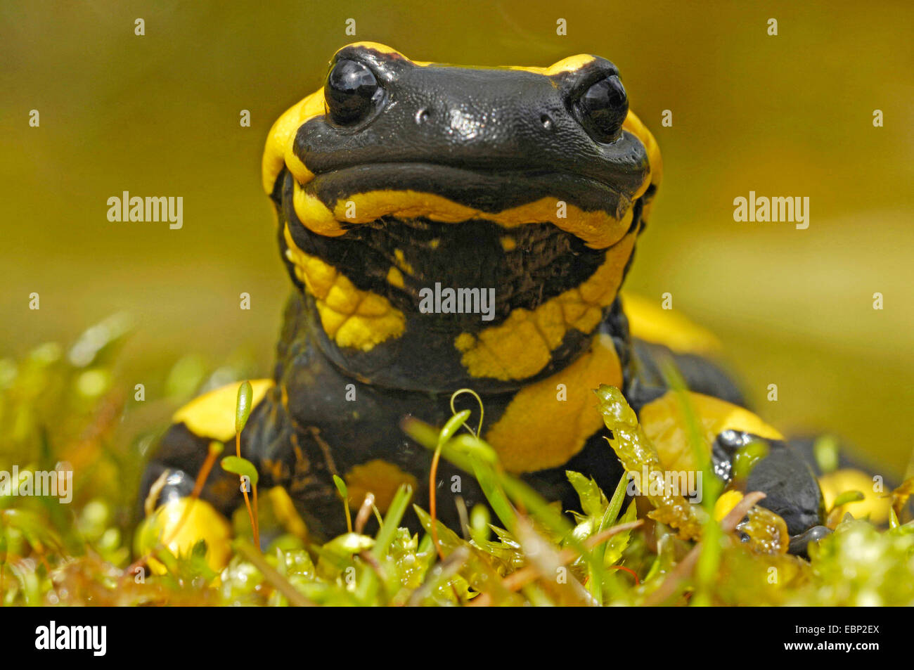 European fire salamander (Salamandra salamandra), front view, Germany ...