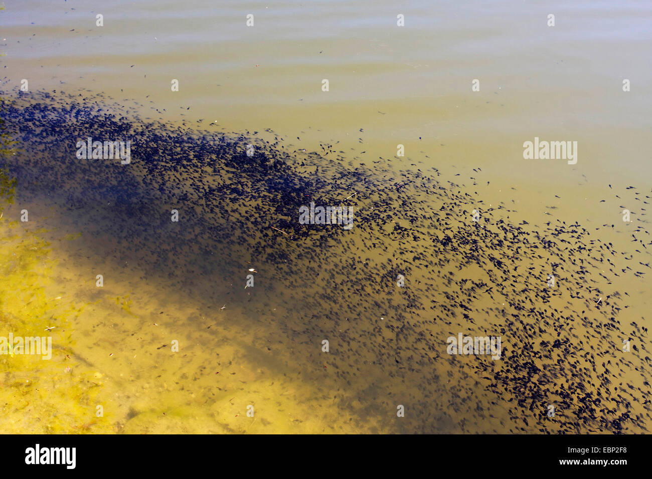 Many Tadpoles High Resolution Stock Photography and Images - Alamy