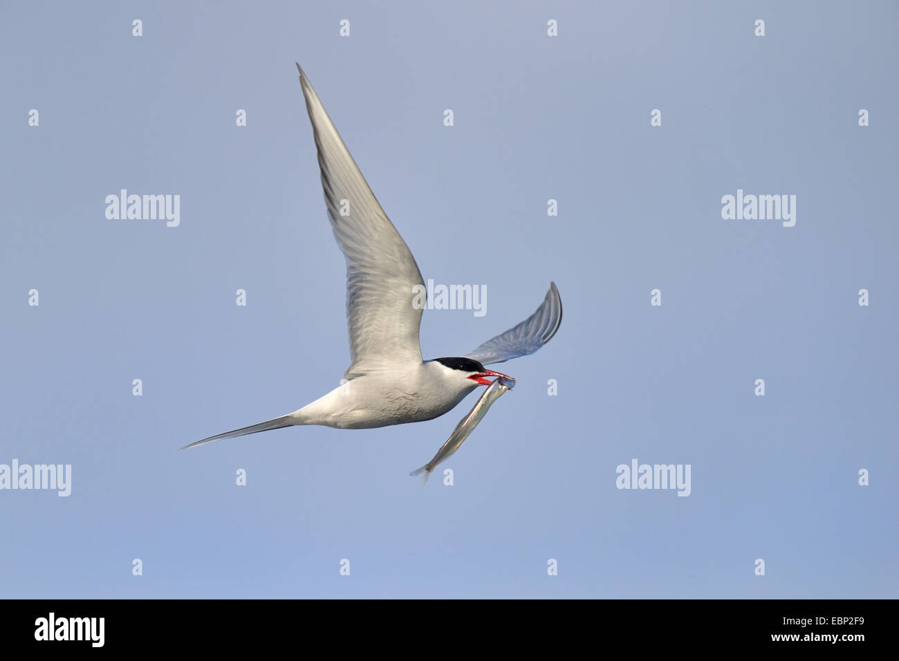 arctic tern (Sterna paradisaea), flying with caught fish in the bill ...