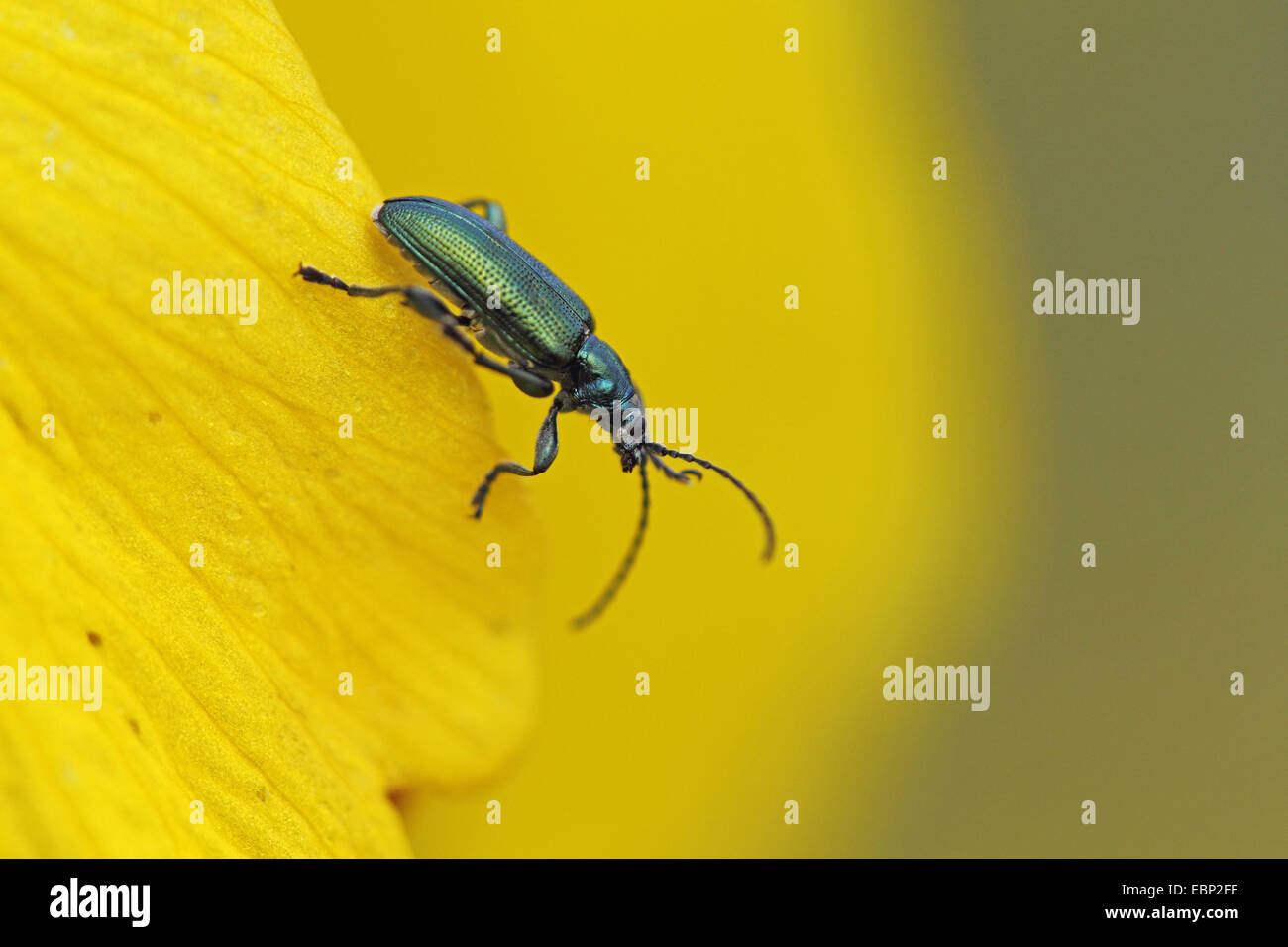 Reed beetles donacia spec hi-res stock photography and images - Alamy