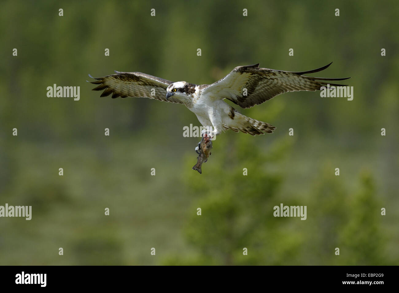 osprey, fish hawk (Pandion haliaetus), male with caught fish flying to ...