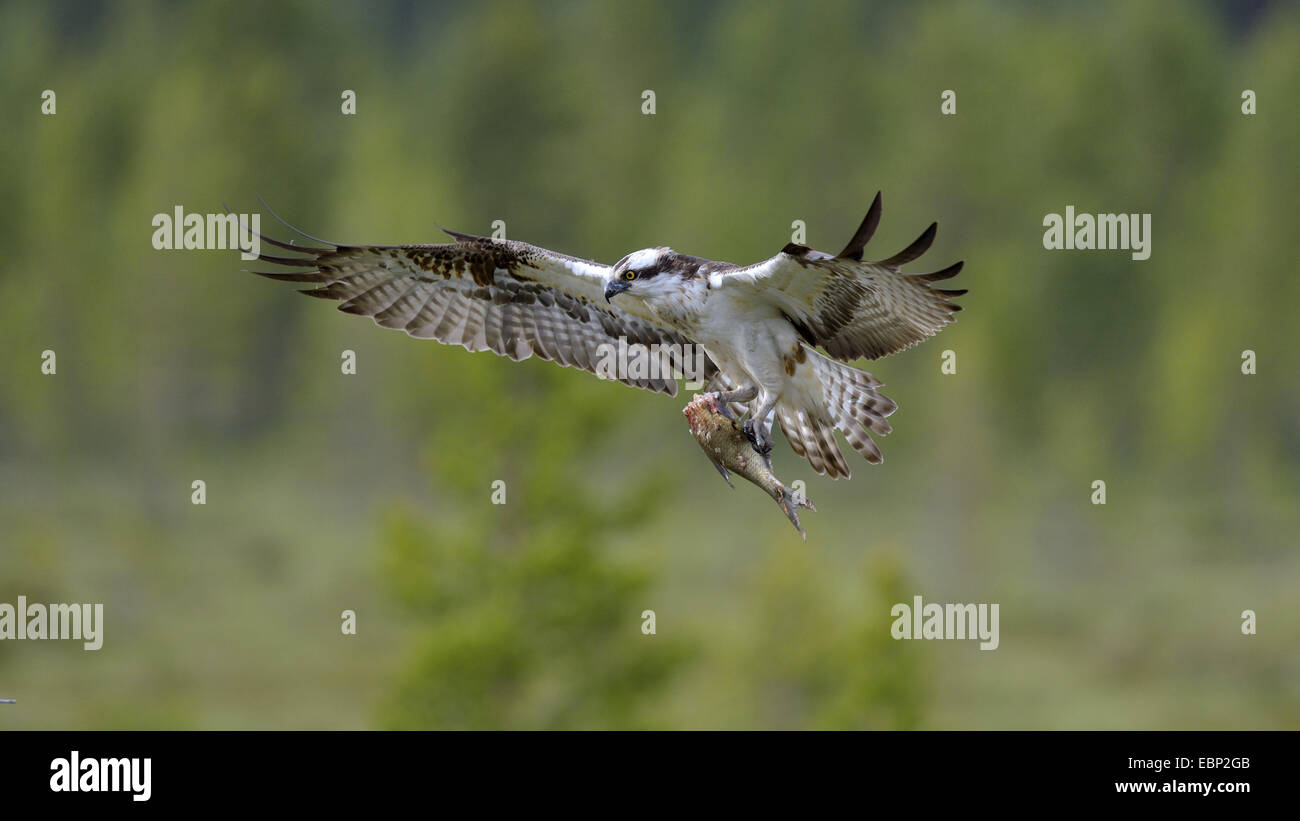 osprey, fish hawk (Pandion haliaetus), male with caught fish flying to ...