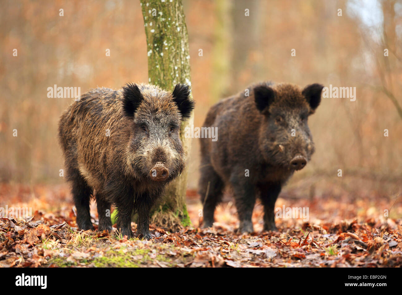wild boar, pig, wild boar (Sus scrofa), tusker and wild sow in winter ...