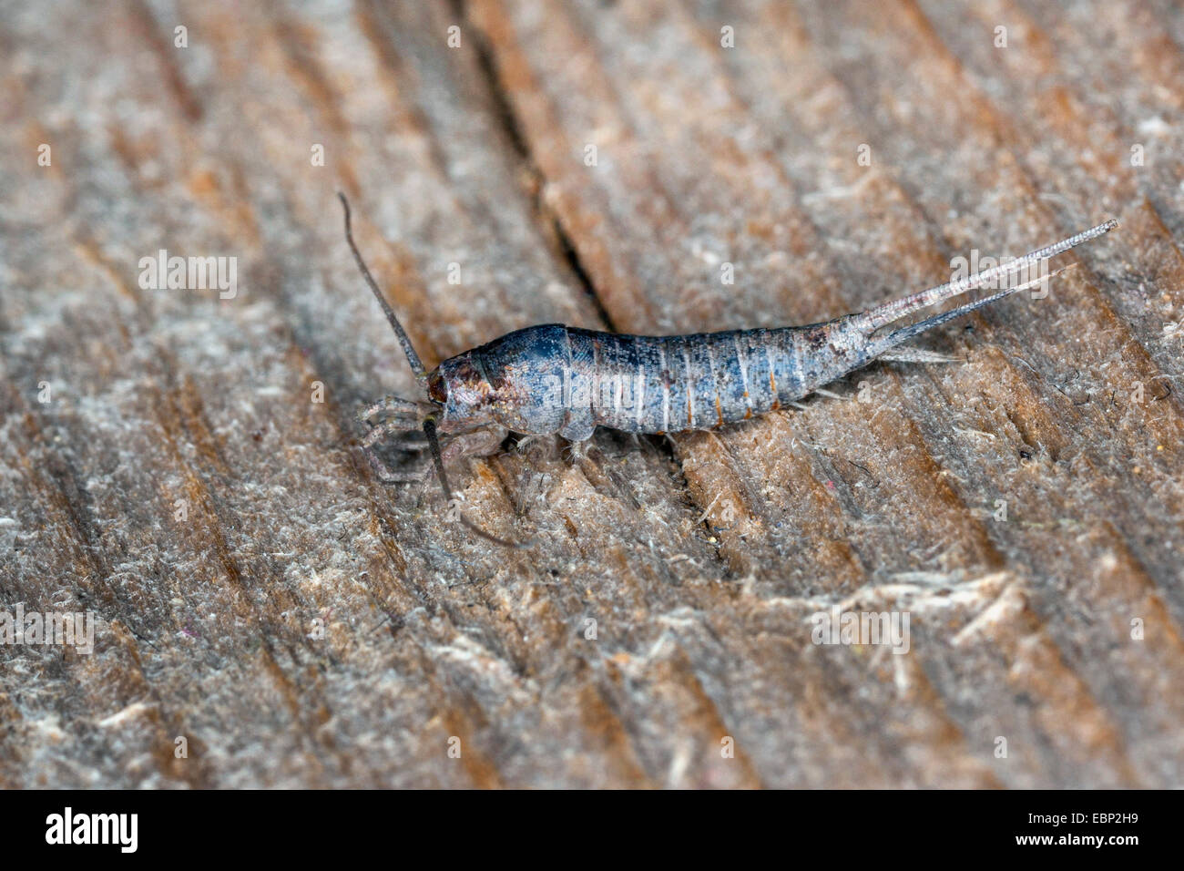 jumping bristletail (Lepismachilis spec.), on deadwood, Germany Stock ...