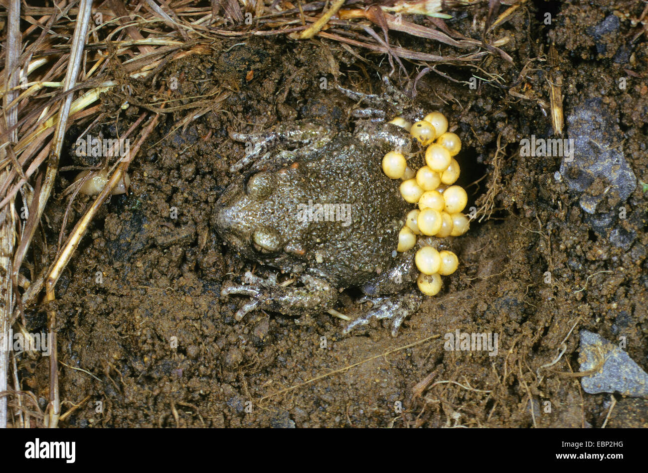 Male spawn hi-res stock photography and images - Alamy