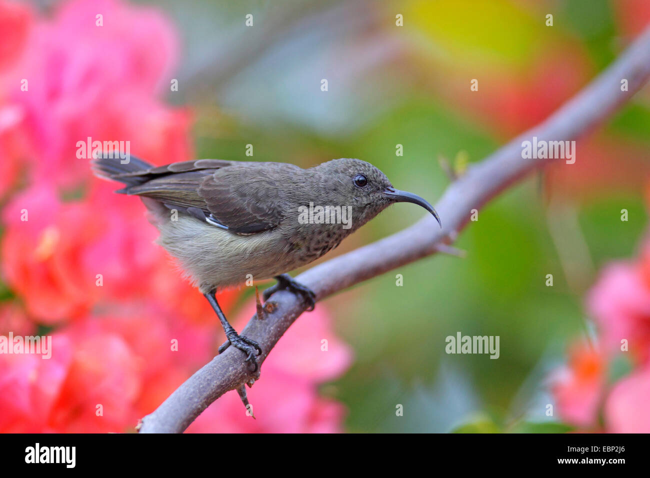Seychelles Sunbird (Cinnyris dussumieri), female sits on a branch ...