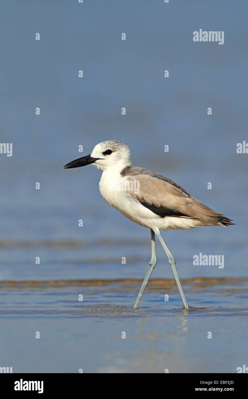crab plover (Dromas ardeola), bird in immature plumage walking in ...