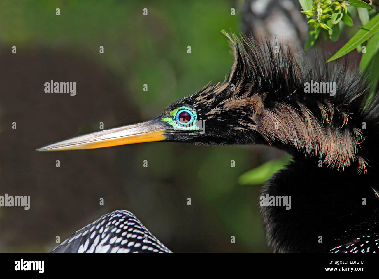 American darter (Anhinga anhinga), male, portrait, USA, Florida ...