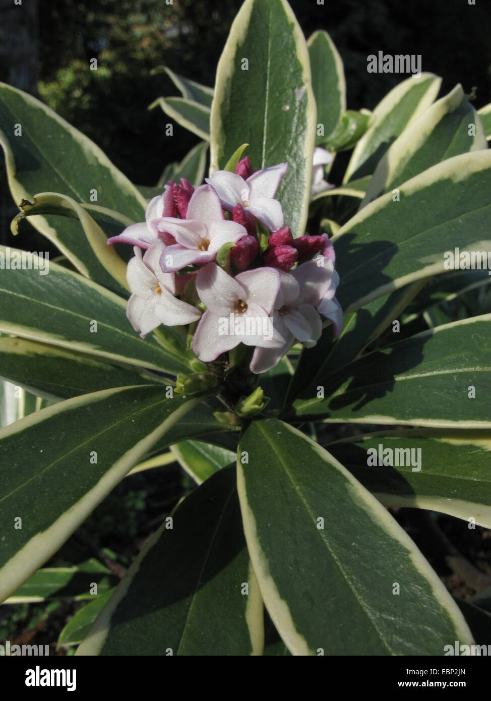Winter daphne, Fragrant Daphne (Daphne odora 'Marianni', Daphne odora ...