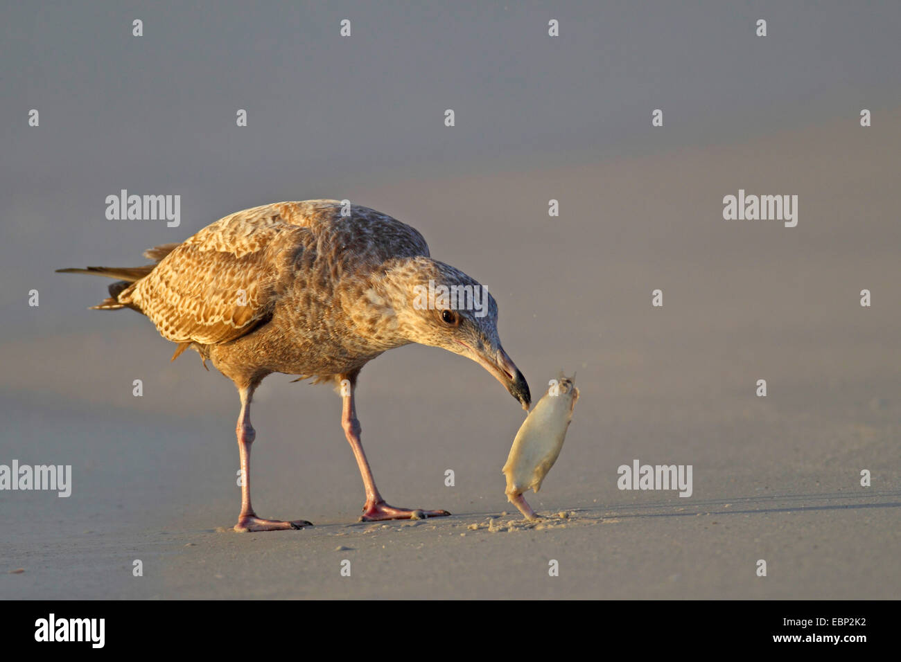 herring gull (Larus argentatus), juvenile feeding a fish, USA, Florida ...