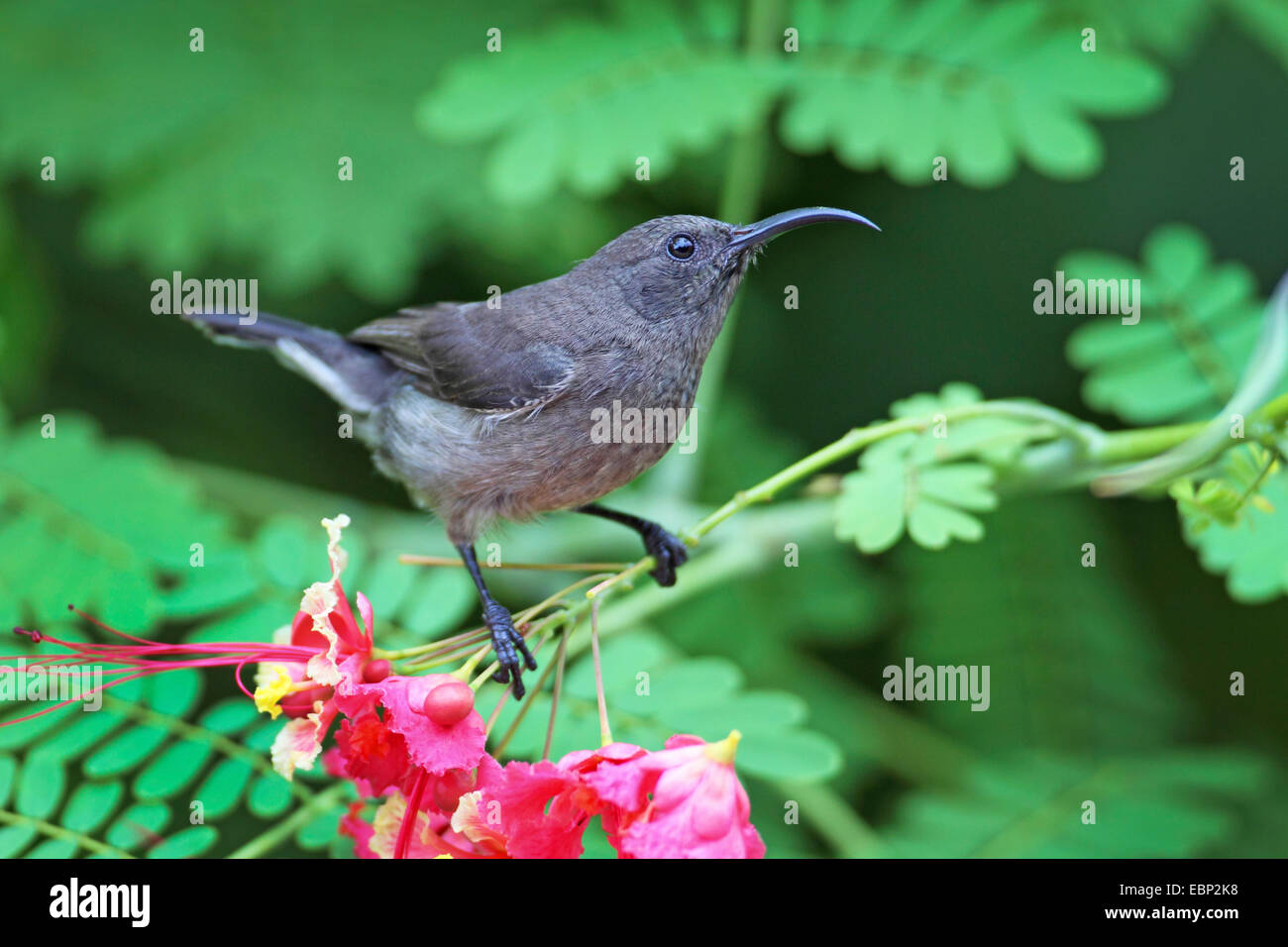 Seychelles Sunbird (Cinnyris dussumieri), female at flowers of ...