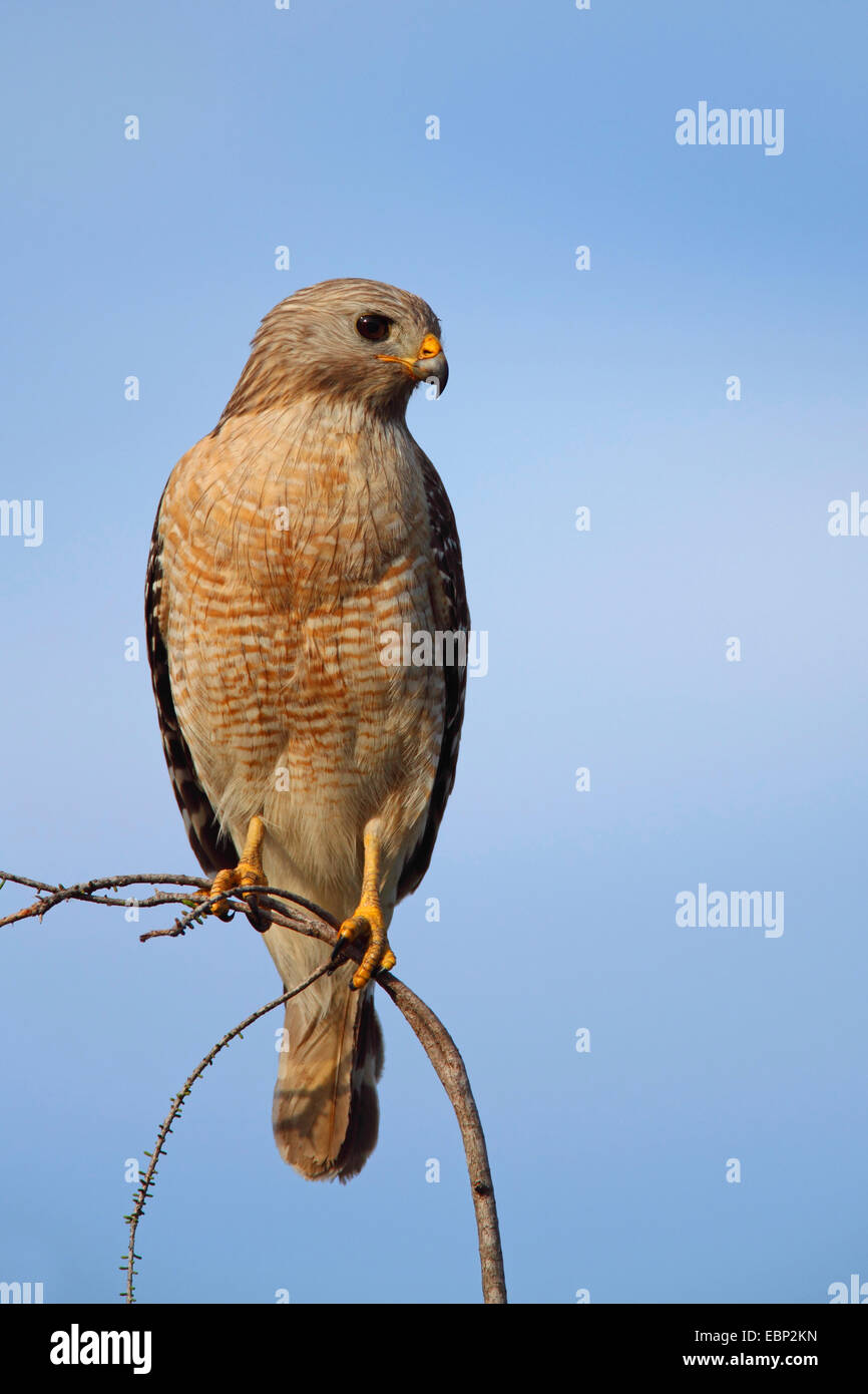 Red shouldered hawk hi-res stock photography and images - Alamy