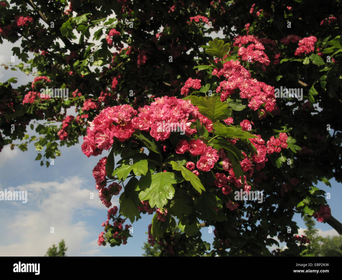 English hawthorn, midland hawthorn (Crataegus laevigata 'Paul's ...