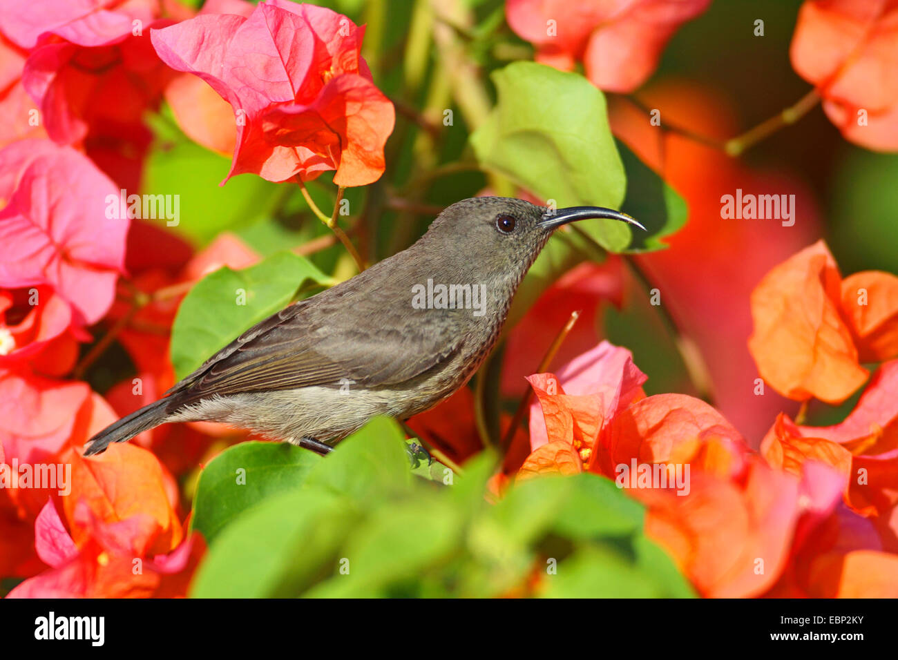 Seychelles Sunbird (Cinnyris dussumieri, Nectarinia dussumieri), female ...