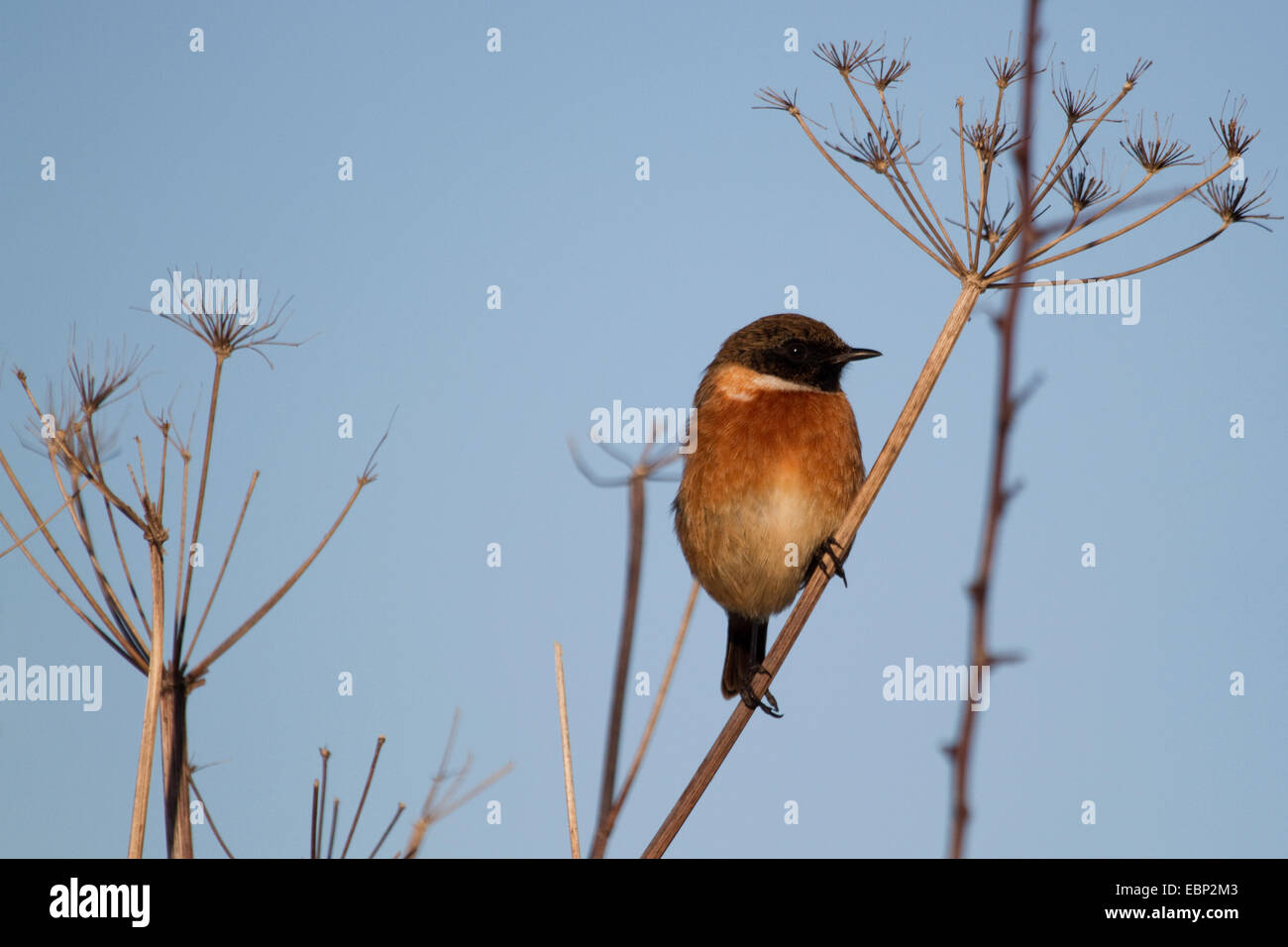 Uk stonechat hi-res stock photography and images - Alamy