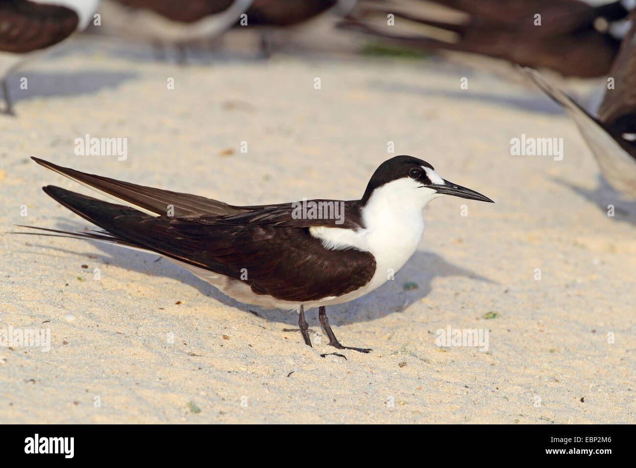 sooty tern (Sterna fuscata), standing on the beach, Seychelles, Bird ...