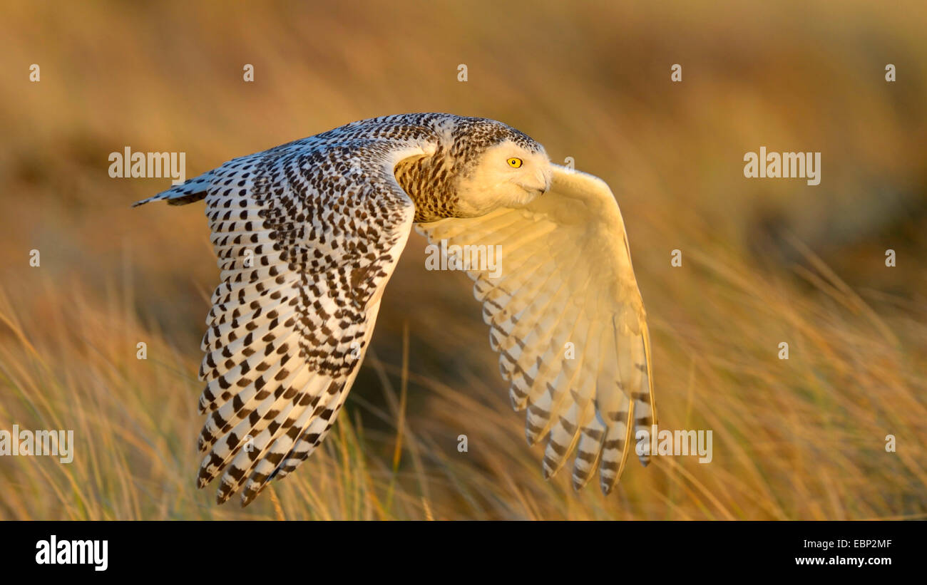 Snowy Owl (Strix scandiaca, Nyctea scandiaca, Bubo scandiacus), female ...