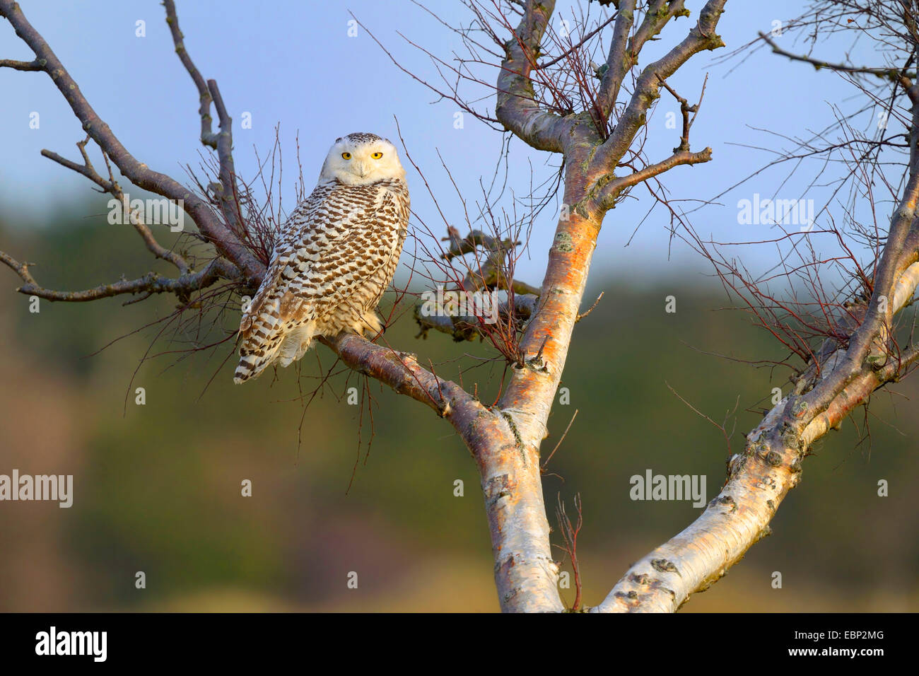 Snowy Owl (Strix scandiaca, Nyctea scandiaca, Bubo scandiacus), female ...