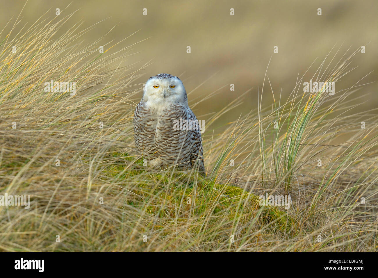 Snowy Owl (Strix scandiaca, Nyctea scandiaca, Bubo scandiacus), female ...