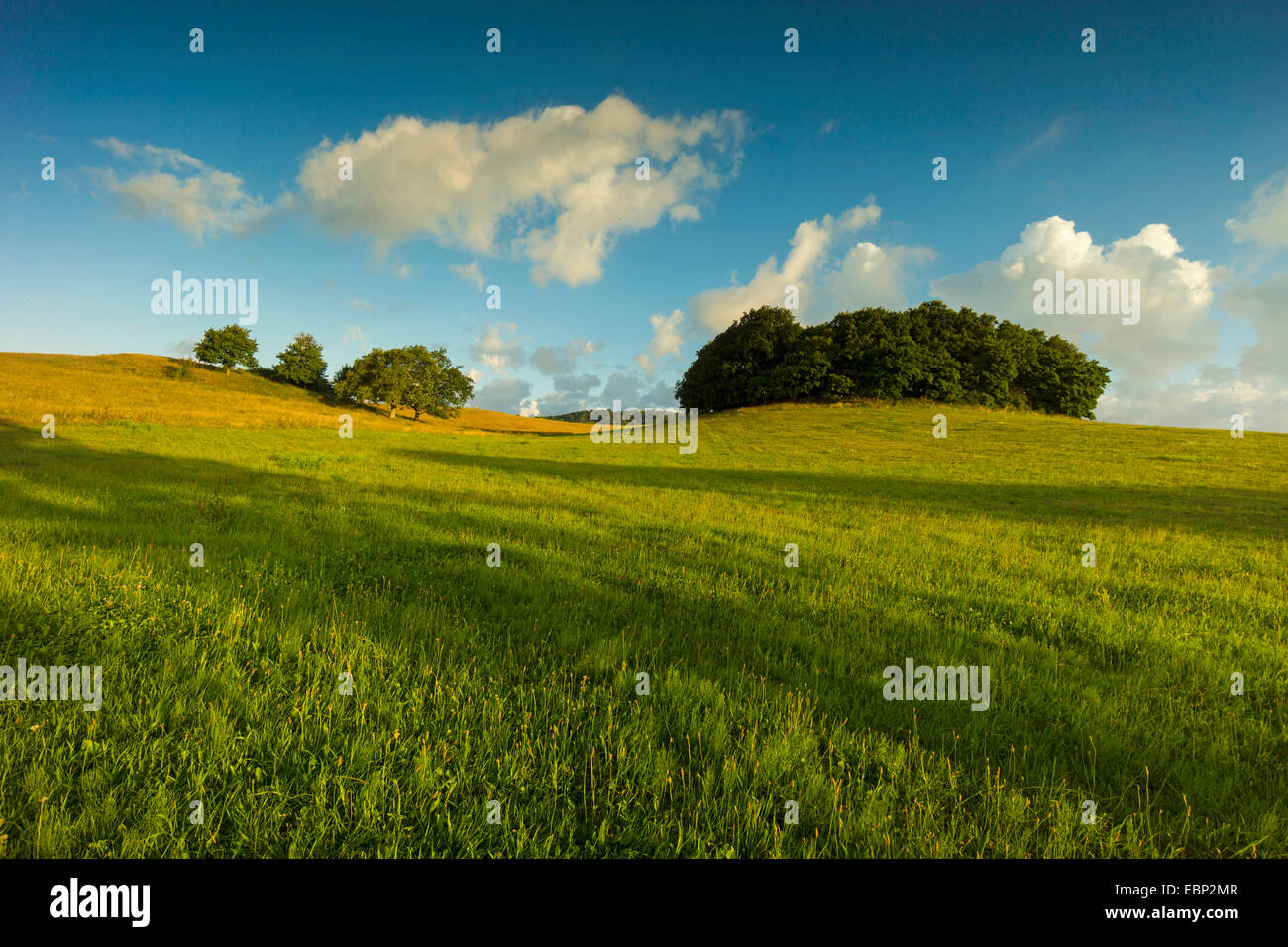 hilly meadows in summer, Germany, Mecklenburg-Western Pomerania ...