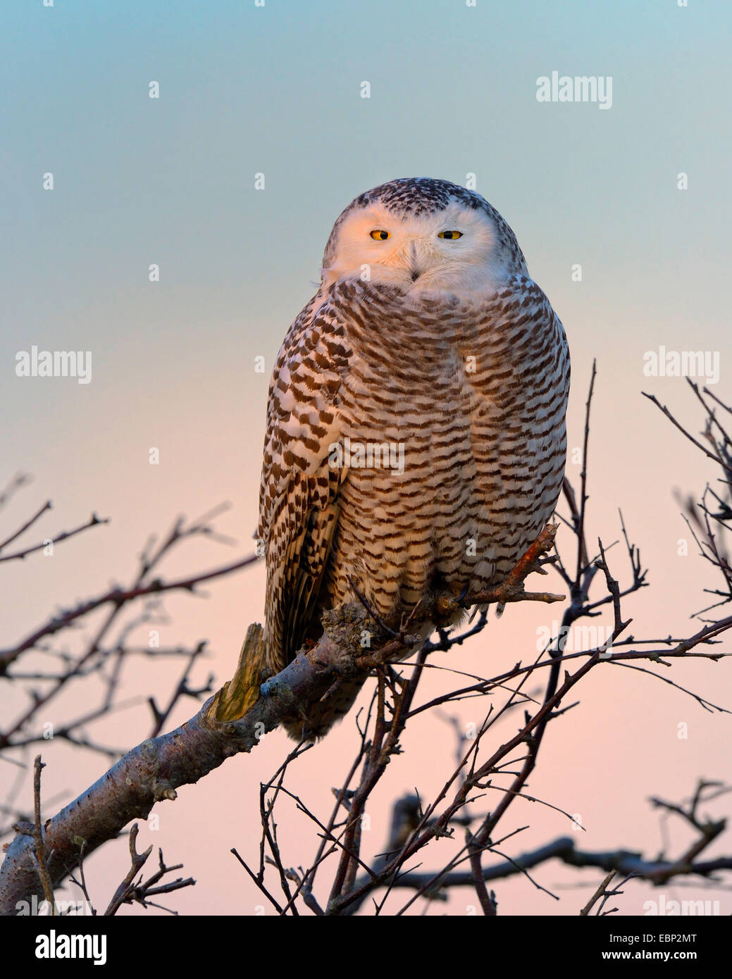 Snowy Owl (Strix scandiaca, Nyctea scandiaca, Bubo scandiacus), female ...