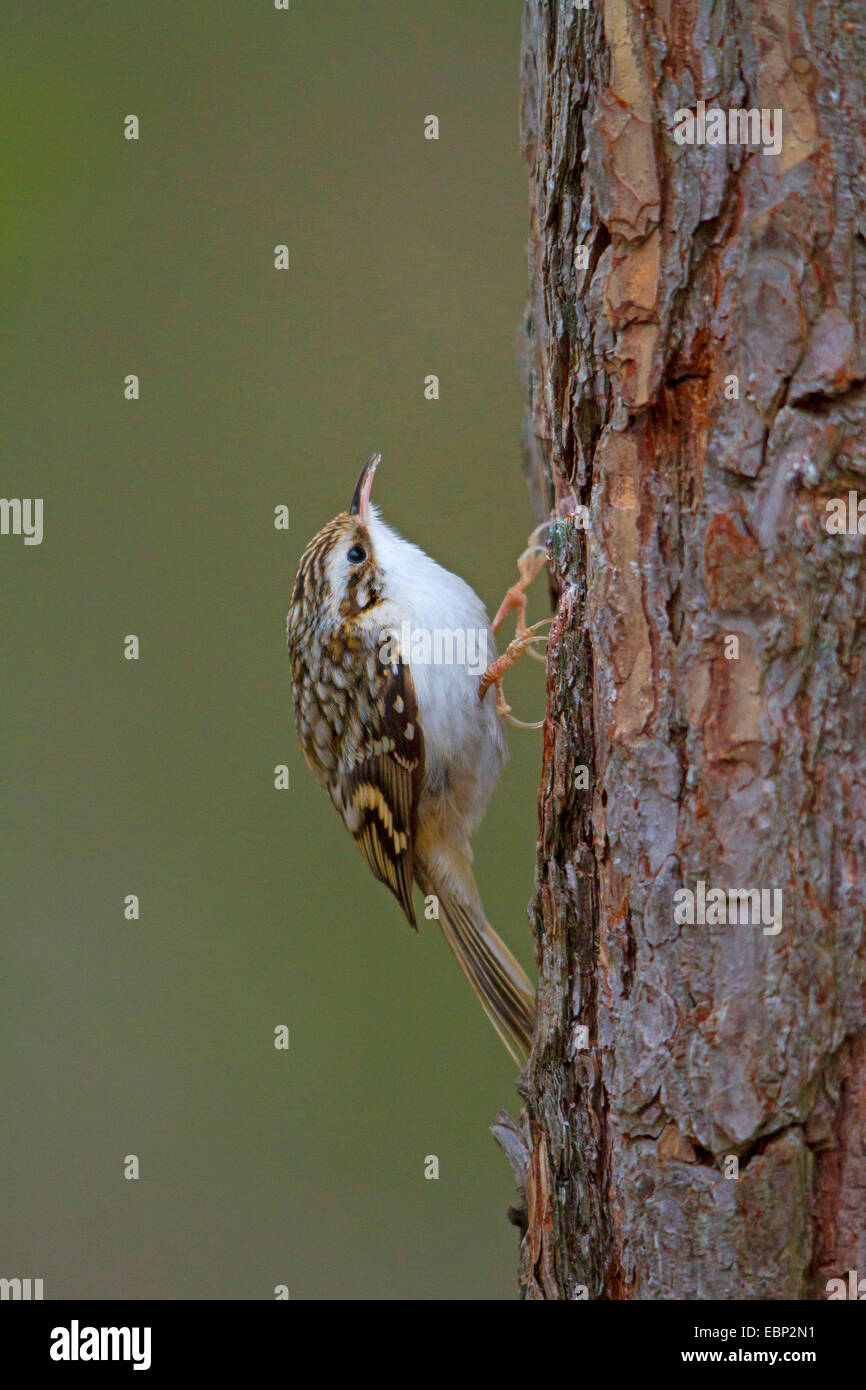 Common treecreeper certhia familiaris hi-res stock photography and ...