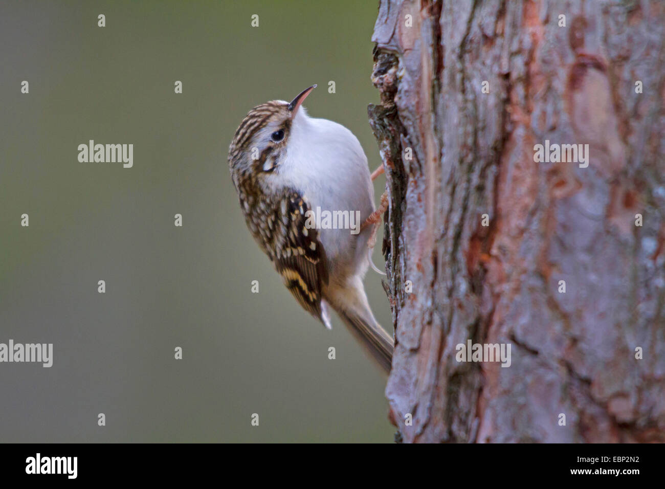 common treecreeper (Certhia familiaris), on the feed at a pine trunk ...