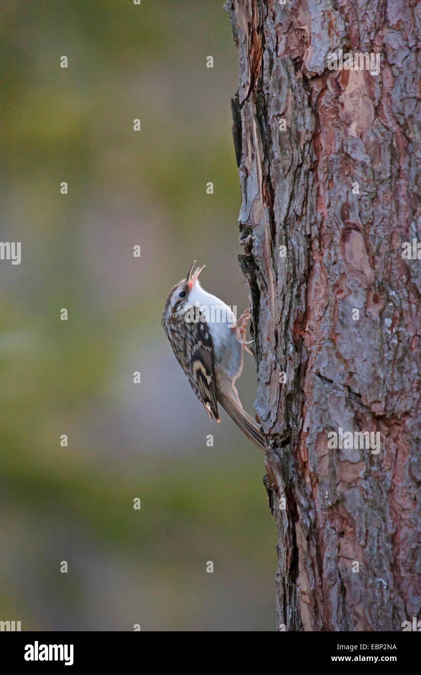 common treecreeper (Certhia familiaris), on the feed, Norway, Trondheim ...