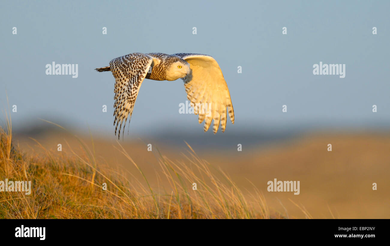 Snowy Owl (Strix scandiaca, Nyctea scandiaca, Bubo scandiacus), female ...